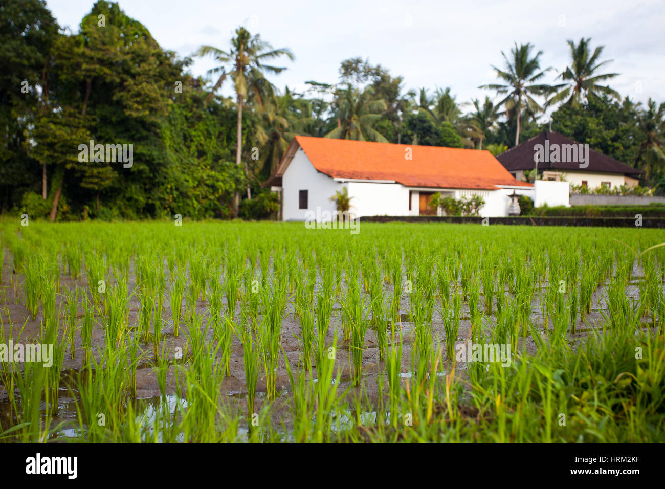 The green shoots of the rice plantations on the background of white ...