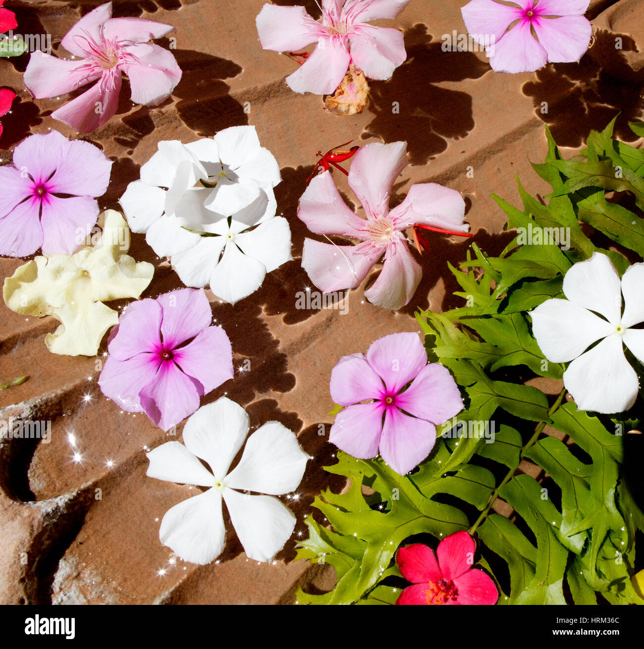 Flower Display In St. Lucia Caribbean Stock Photo - Alamy