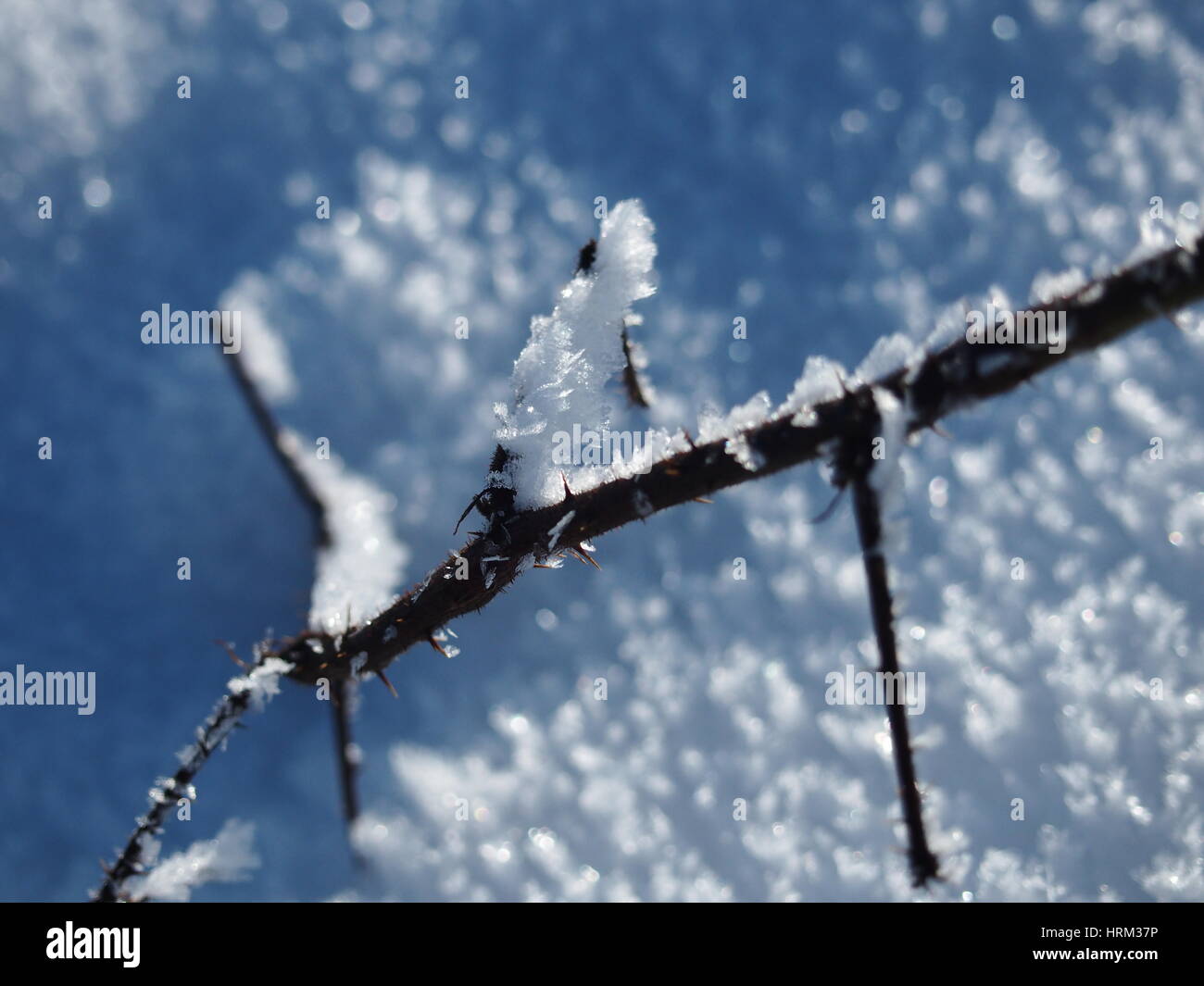 Close up frozen tree hi-res stock photography and images - Alamy