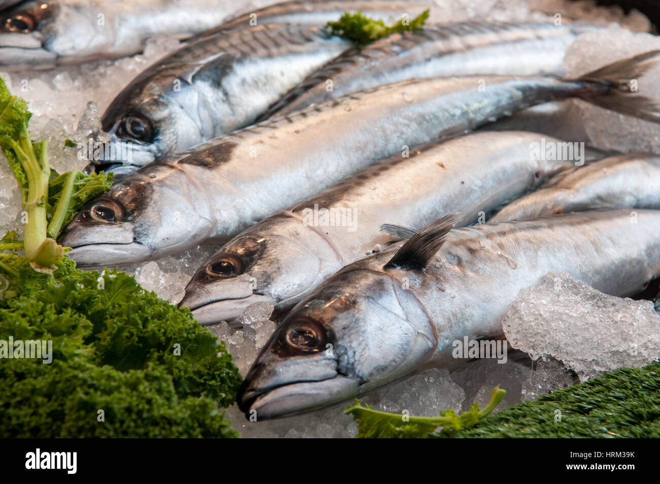 Mackerel fish on ice at the local market Stock Photo - Alamy