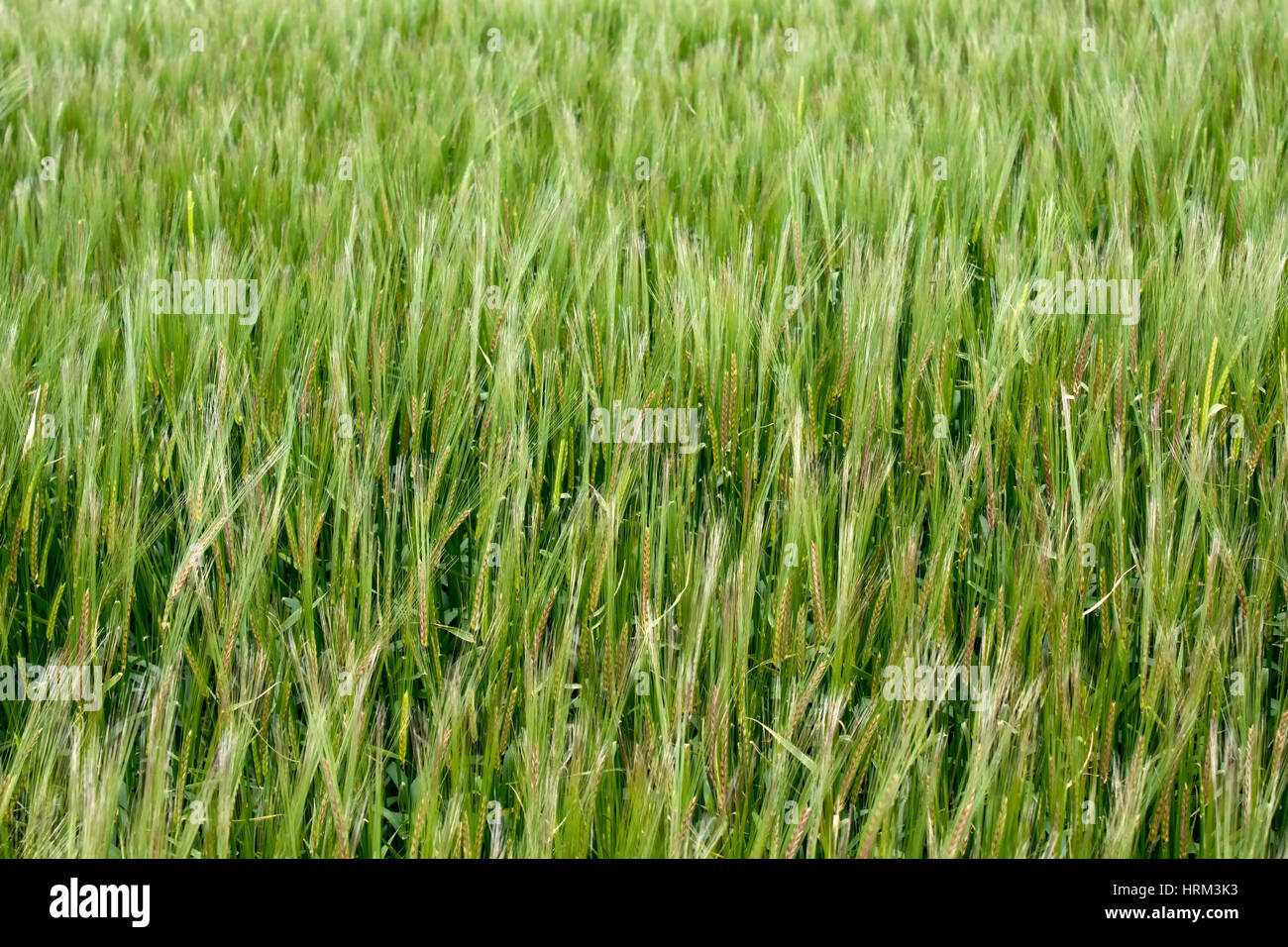 Wheat field patterns hi-res stock photography and images - Alamy