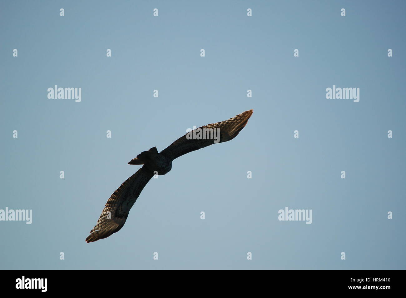 Hawks bay coast hi-res stock photography and images - Alamy