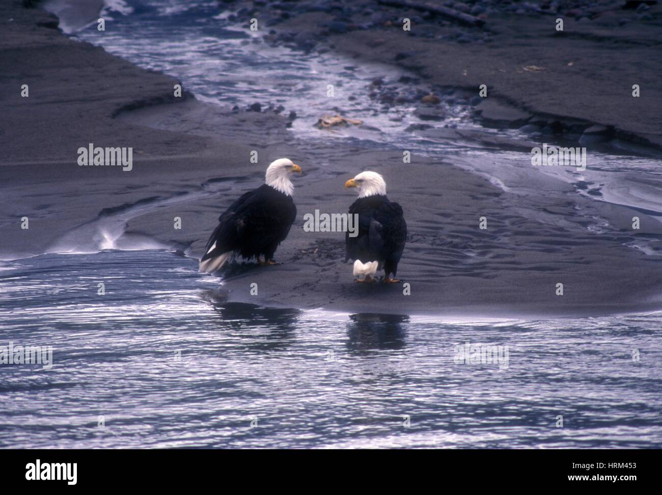Loafing bird hi-res stock photography and images - Alamy