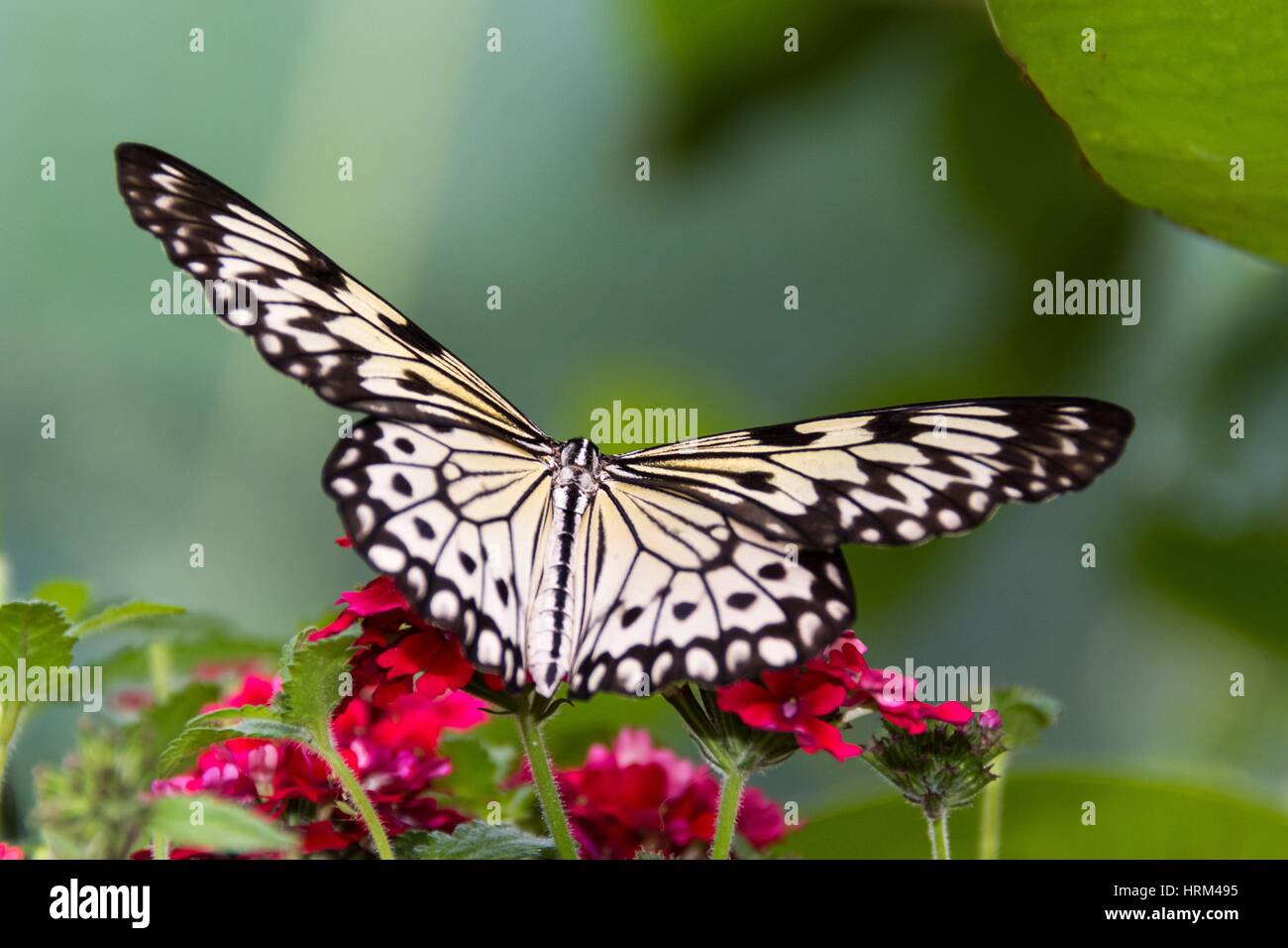 Butterfly from behind hi-res stock photography and images - Alamy