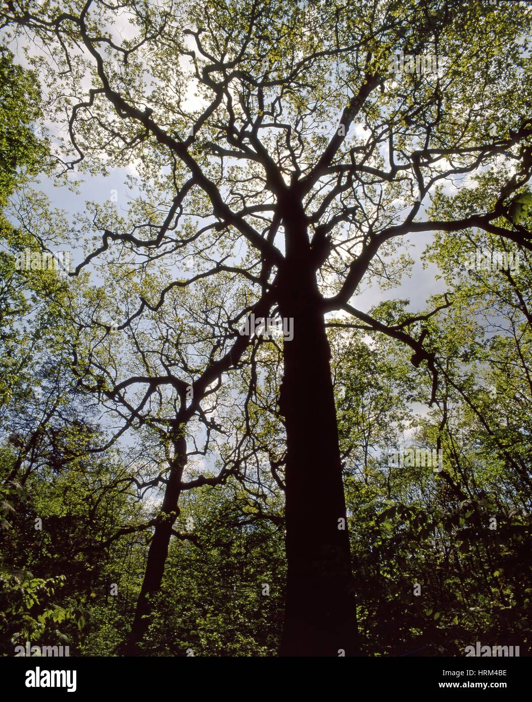 Old oak tree in spring. Poland Stock Photo - Alamy