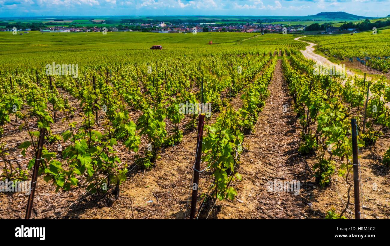 Vertus france vineyard hi-res stock photography and images - Alamy