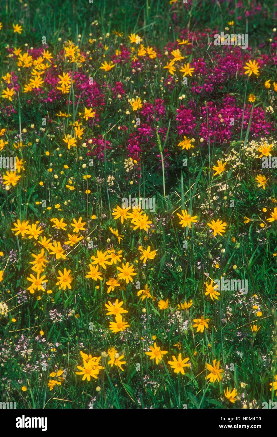 Alpine arnica arnica alpina hi-res stock photography and images - Alamy