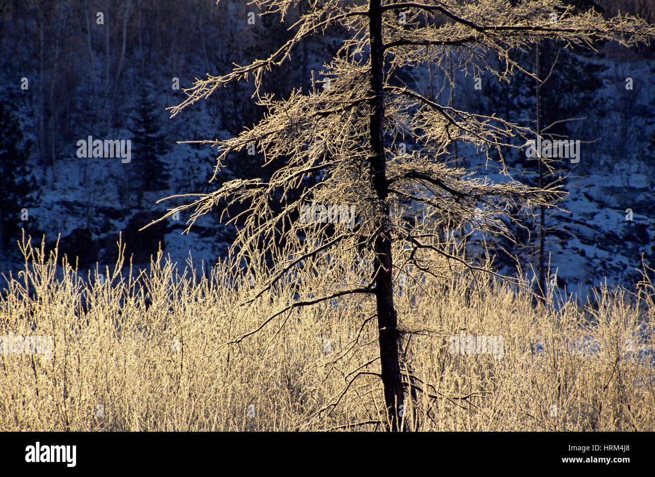 Tree skeleton hi-res stock photography and images - Alamy