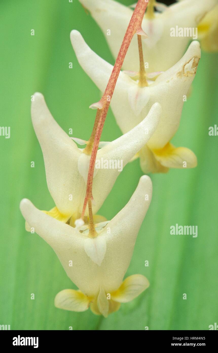 Dutchmans breeches (Dicentra cucullaria), Sheguiandah, Manitoulin ...