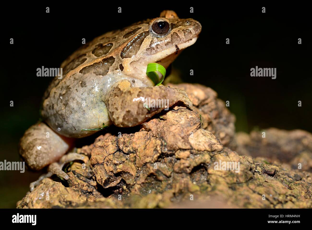 Spanish painted frog hi-res stock photography and images - Alamy