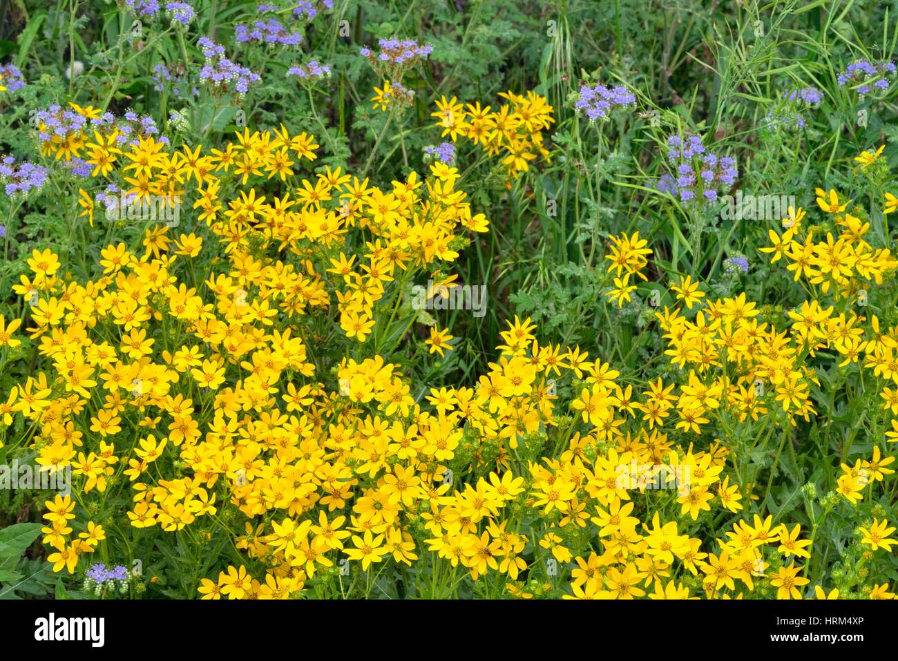 Roadside wildflowers- Engelmann daisy (Engelmannia peristenia) and ...