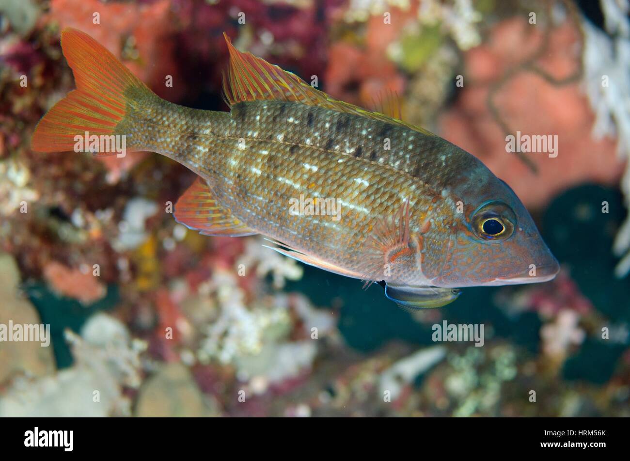 Lethrinus Erythropterus High Resolution Stock Photography and Images ...