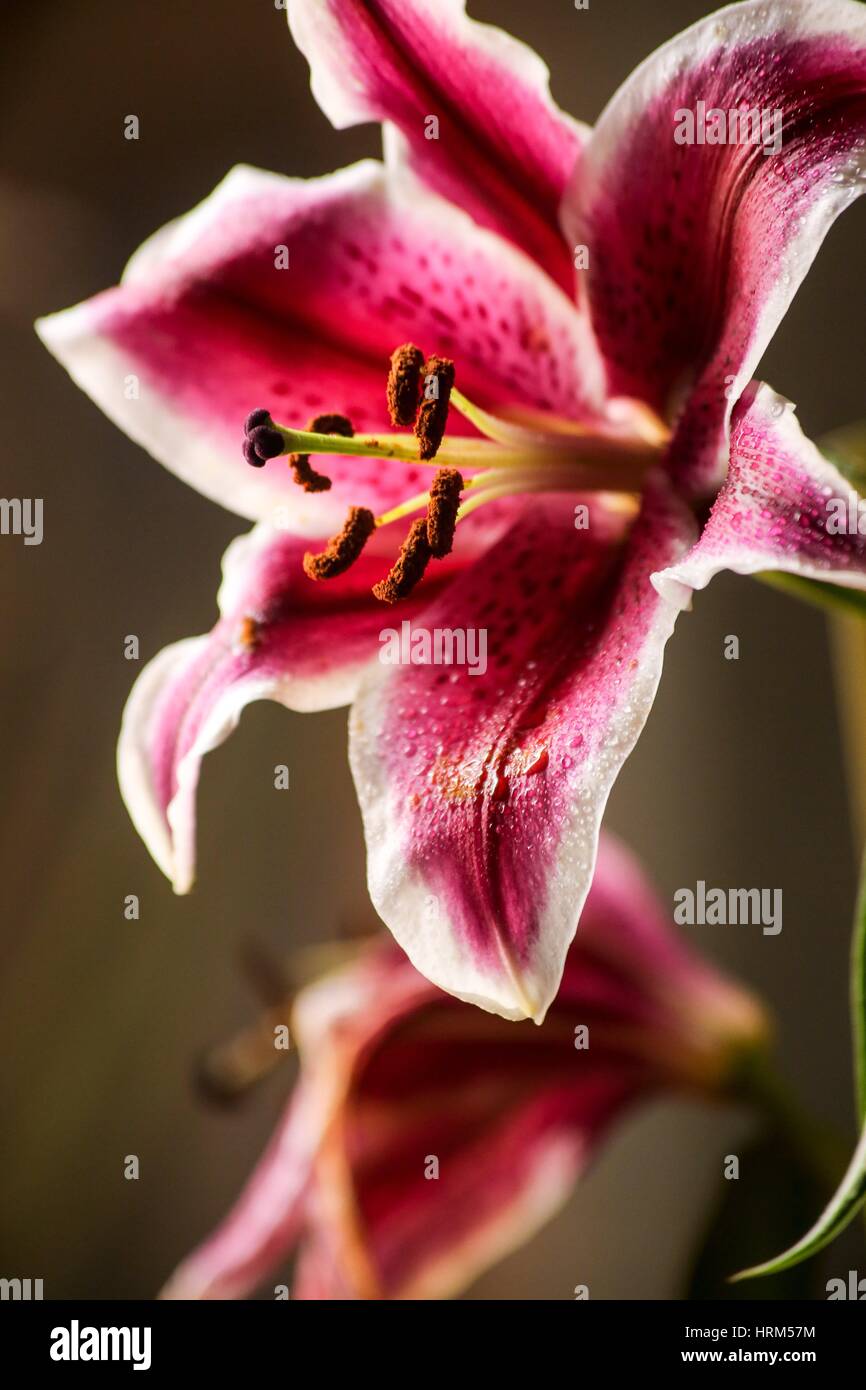 Red Fragrant Stargazer Lily Stock Photo - Alamy