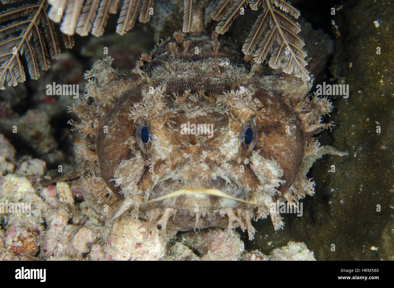 Diemensis High Resolution Stock Photography and Images - Alamy