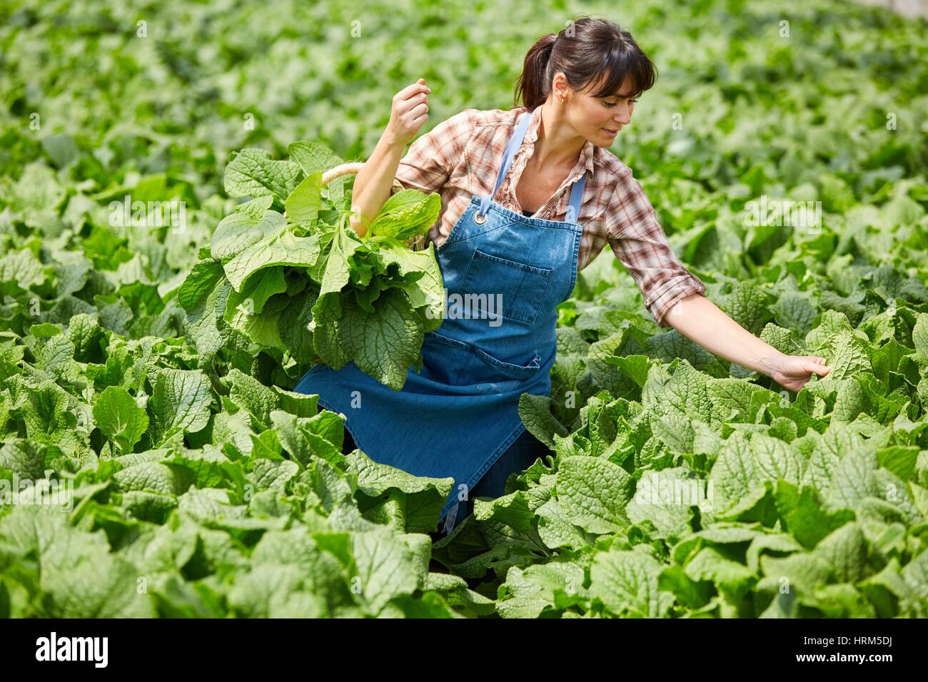 Farmer, borage collection, Borago officinalis, Greenhouse, Agricultural ...
