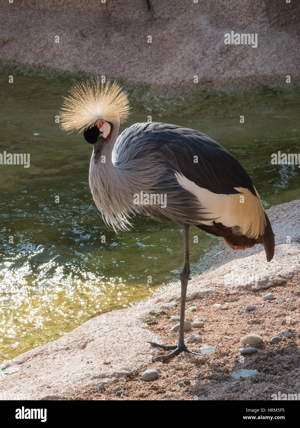 crowned crane Gru Coronata Stock Photo - Alamy