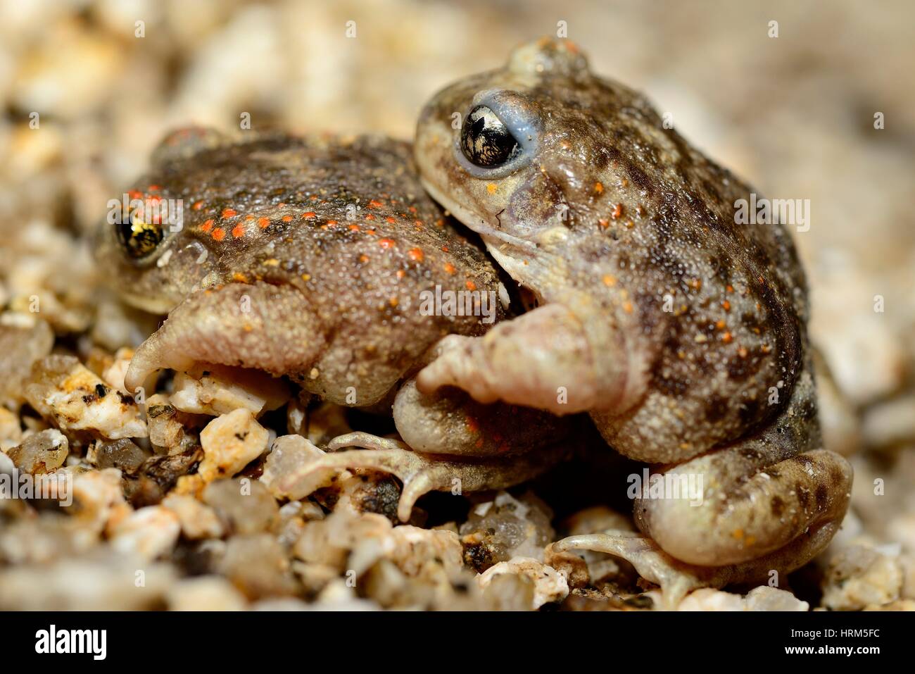 Amplexus between iberian midwife toads (Alytes cisternasii) in ...