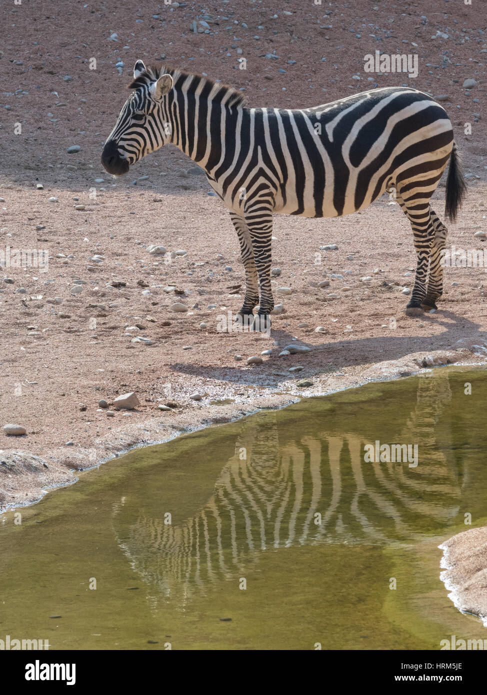Zebra with reflection in water Stock Photo - Alamy