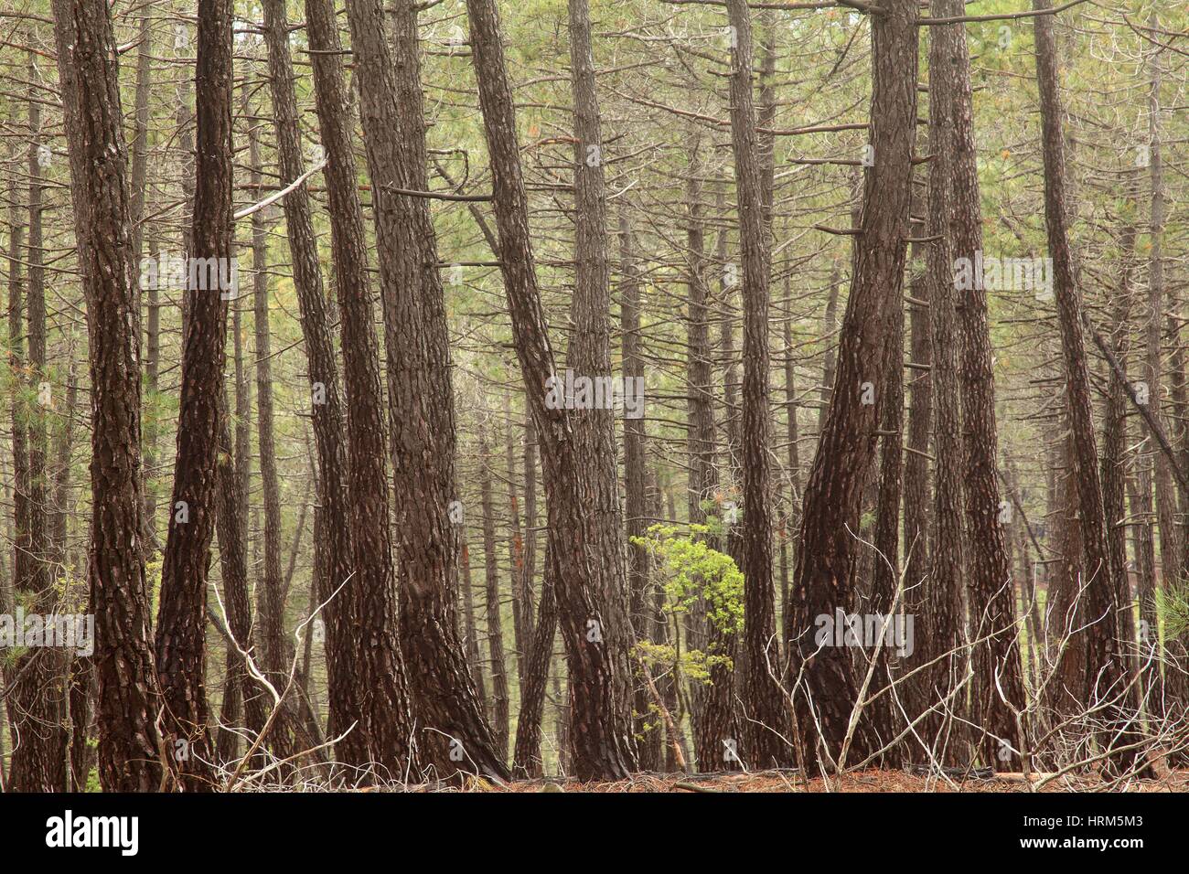Pinus pina hi-res stock photography and images - Alamy