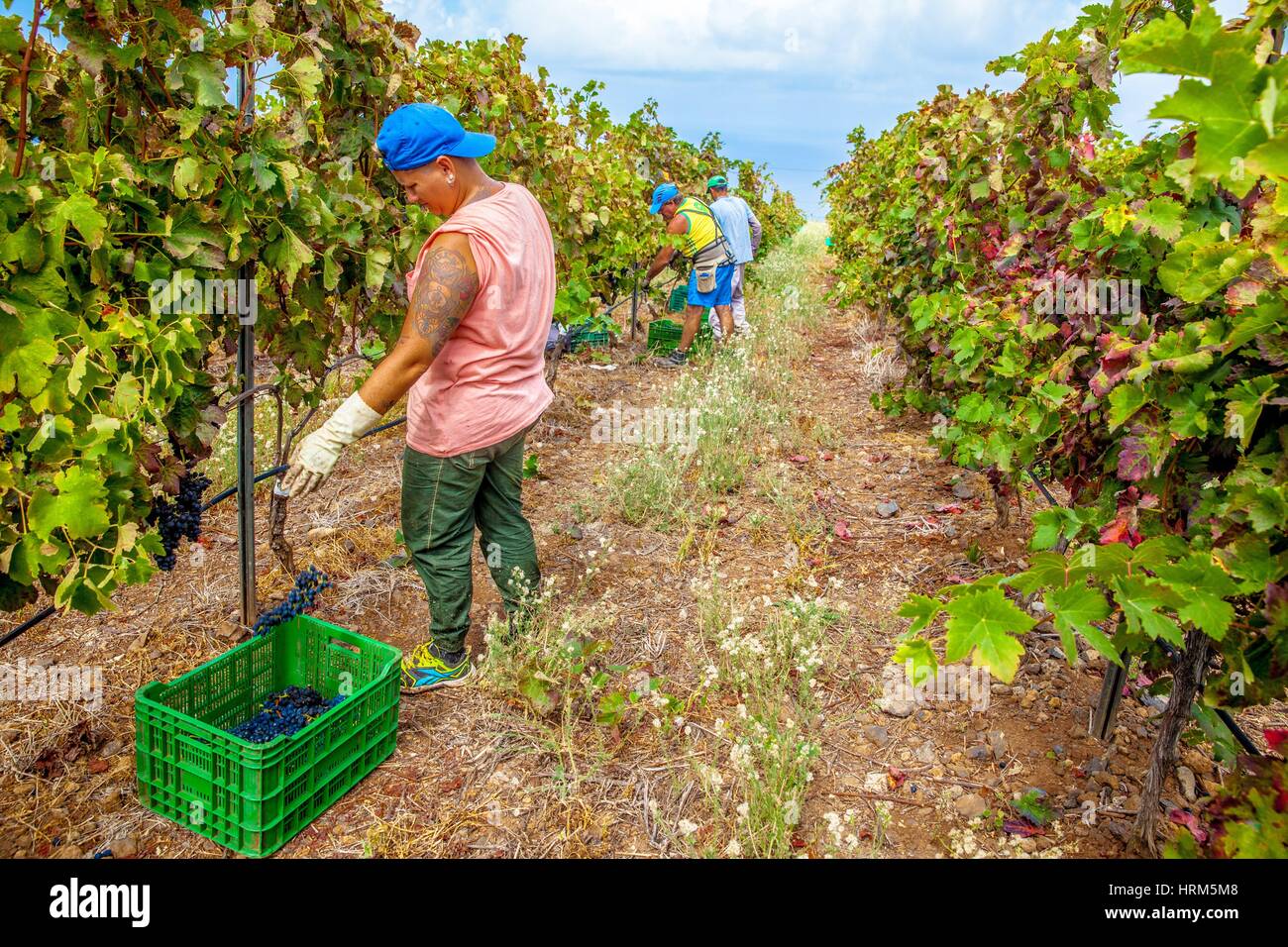 Season workers hi-res stock photography and images - Alamy