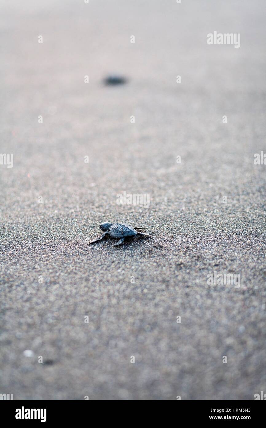 Baby sea turtle going to the ocean hi-res stock photography and images ...