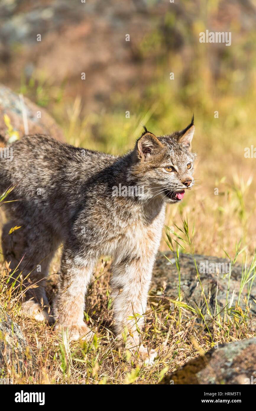 Canada lynx portrait hi-res stock photography and images - Alamy