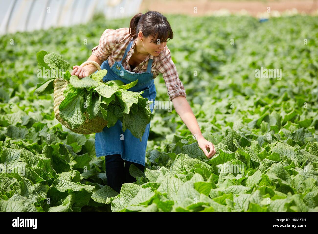 Borage field hi-res stock photography and images - Alamy