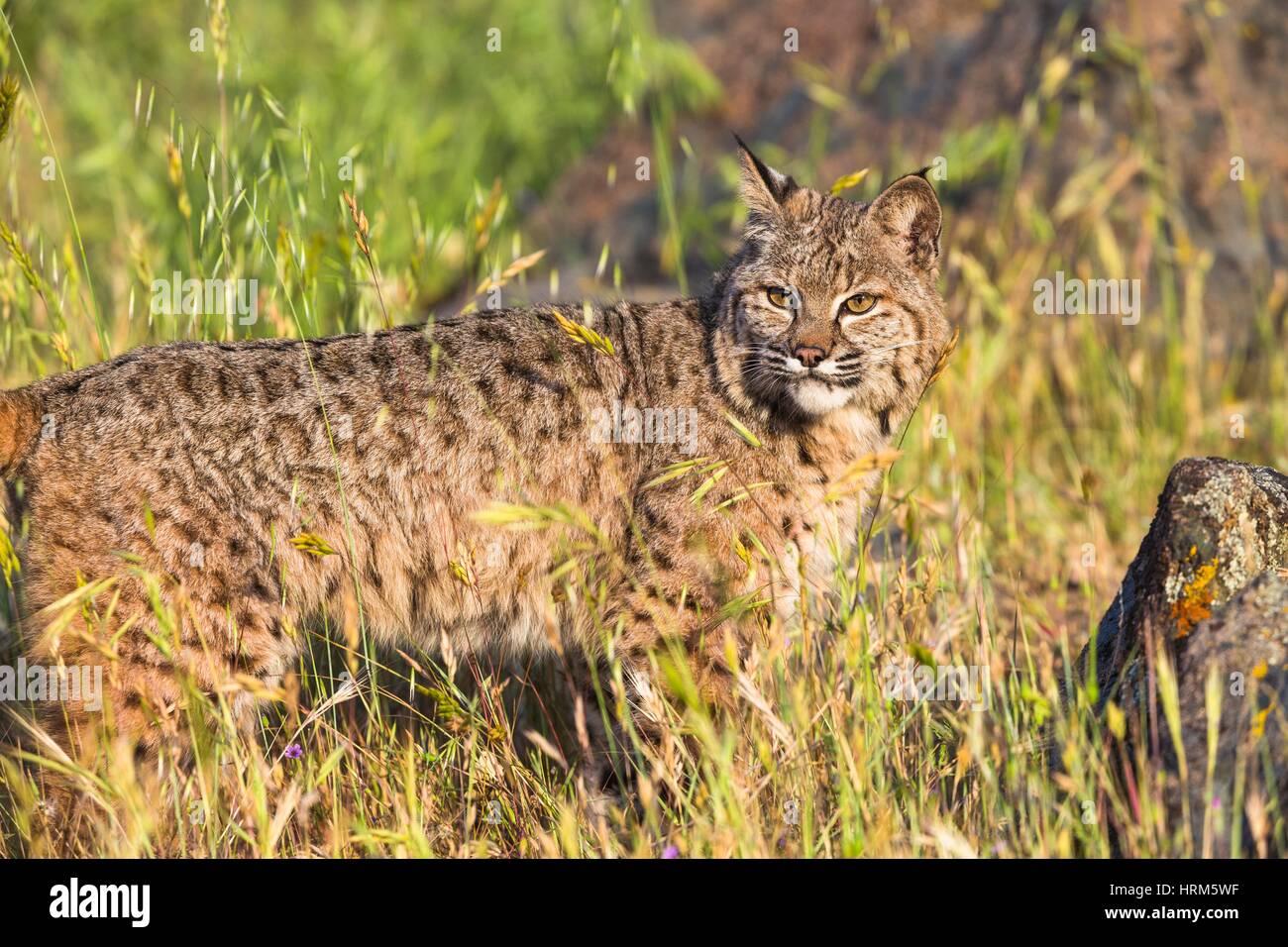 Bobcat lynx hi-res stock photography and images - Alamy