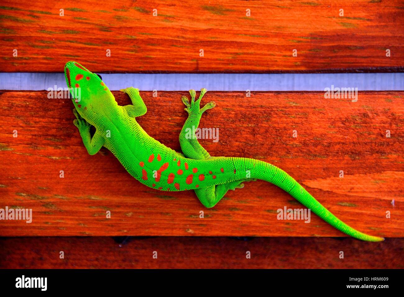 Mauritius Lizard High Resolution Stock Photography and Images - Alamy