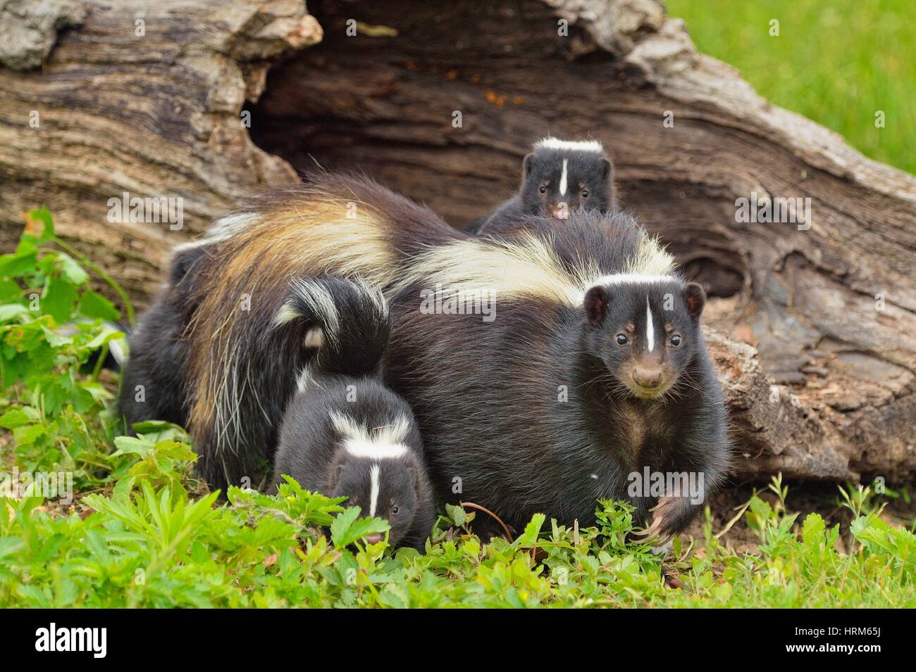 Skunk mother and baby hi-res stock photography and images - Alamy