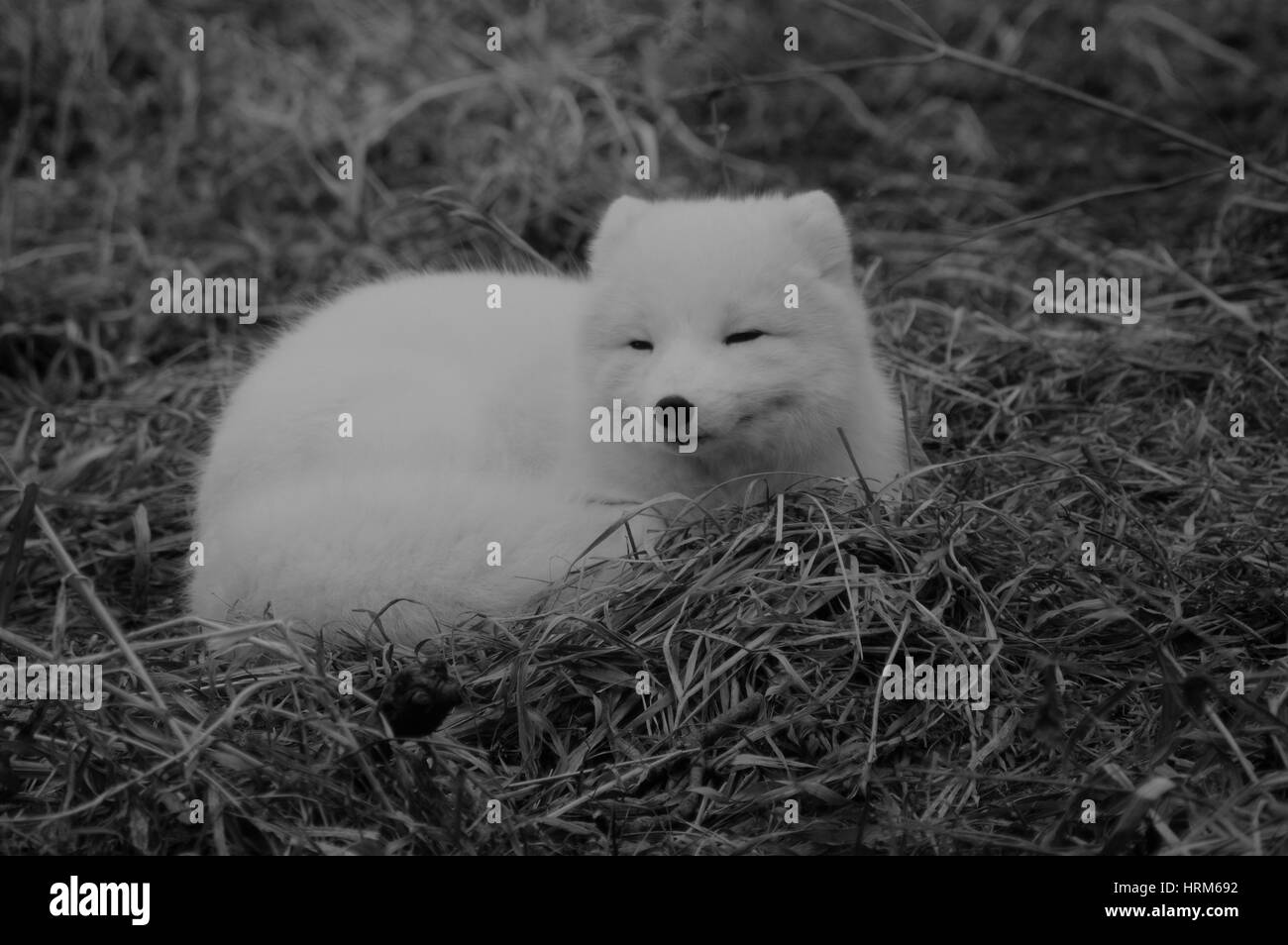 Arctic Fox Black and White Stock Photos & Images - Alamy
