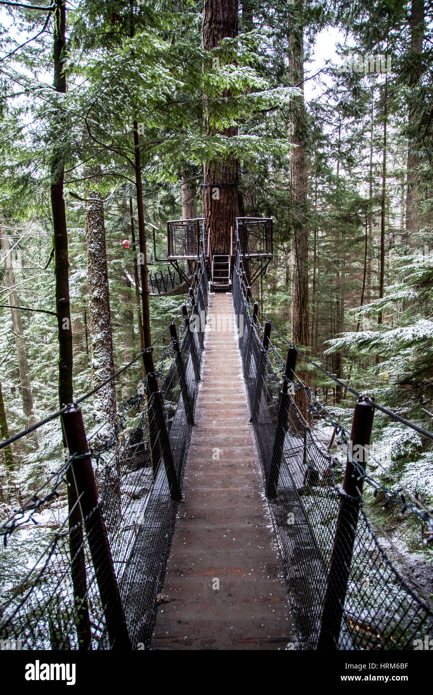 Treetops Adventure walkway at the Capilano Suspension Bridge, Vancouver ...