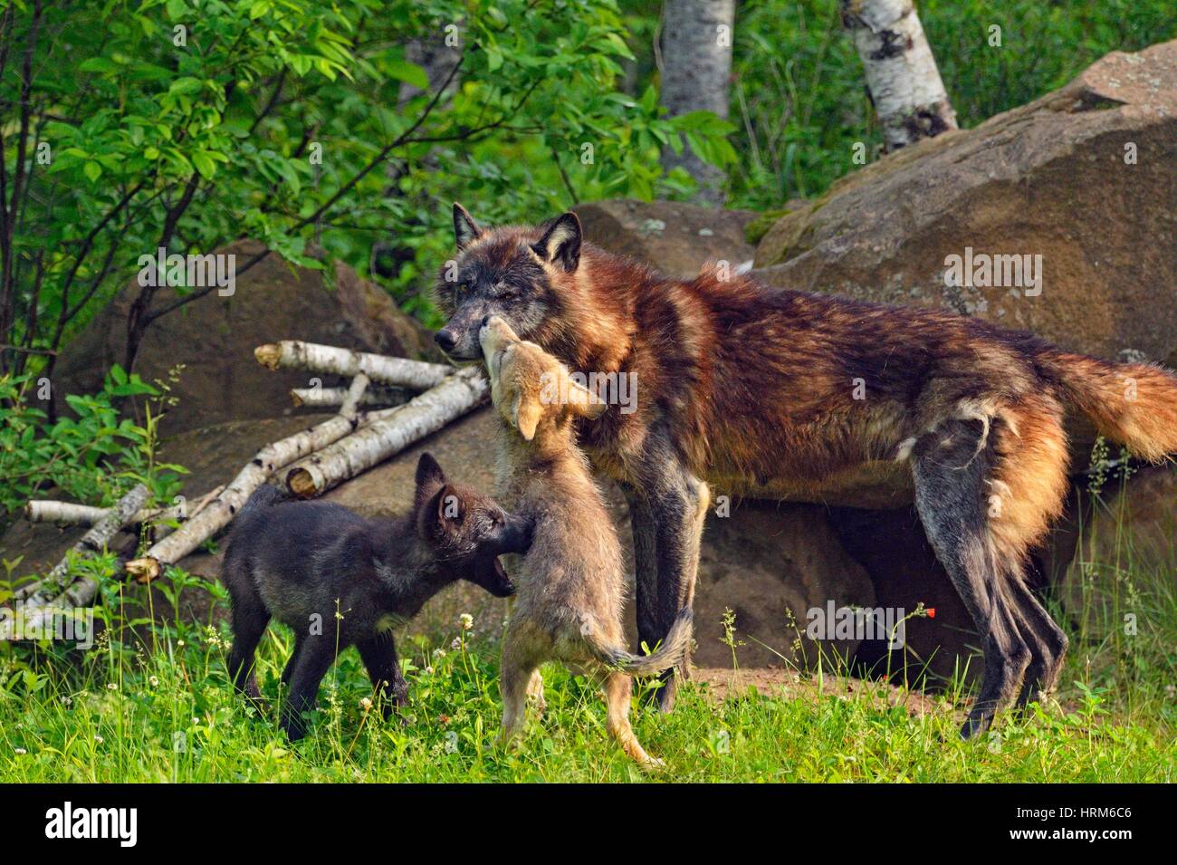 Black wolf melanistic High Resolution Stock Photography and Images - Alamy