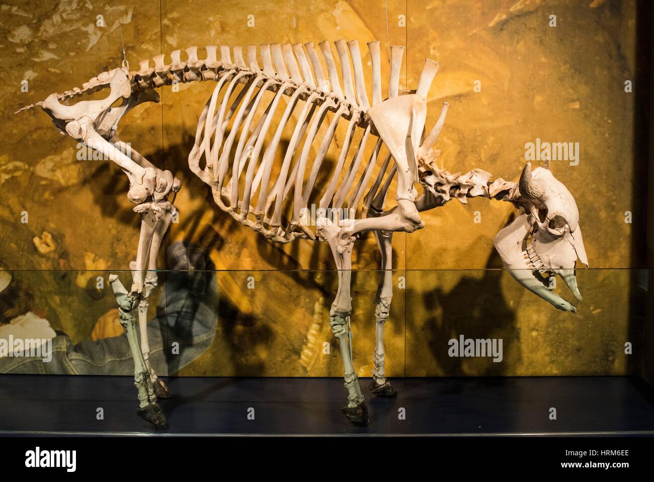 Bison skeleton hi-res stock photography and images - Alamy
