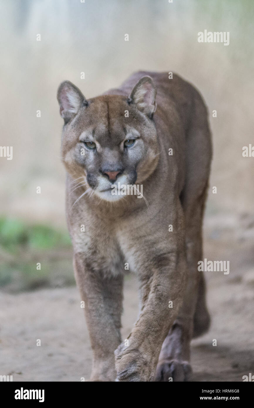 Coguaro hi-res stock photography and images - Alamy
