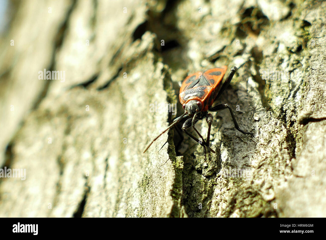 Red begbugs on the tree macro shot Stock Photo - Alamy