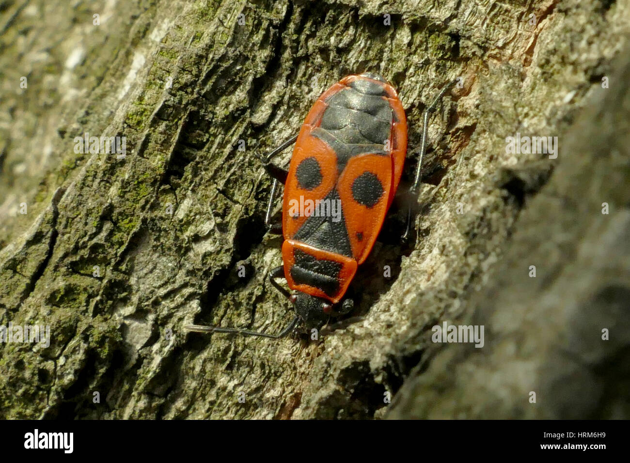 Red begbugs on the tree macro shot Stock Photo - Alamy
