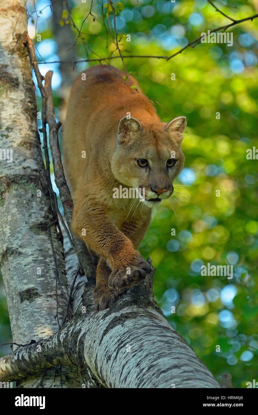 Puma climbing tree hi-res stock photography and images - Alamy