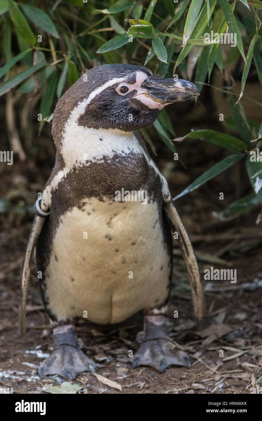 Humboldt penguin, vertical image of Peruvian bird. Pinguino di Humboldt ...