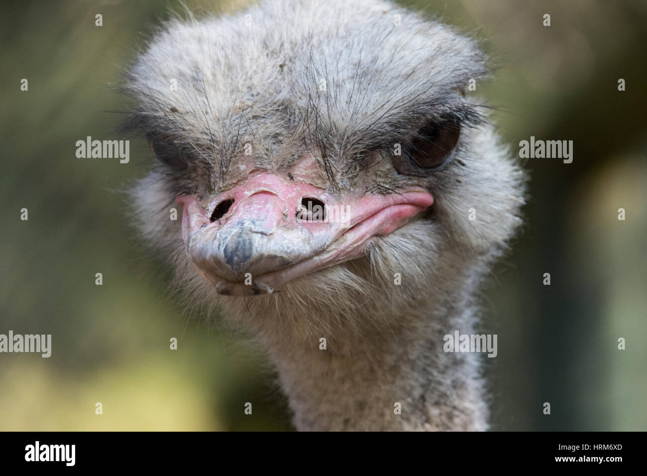 Close up close up of nandu, greater rhea. Horizontal image with blurred ...