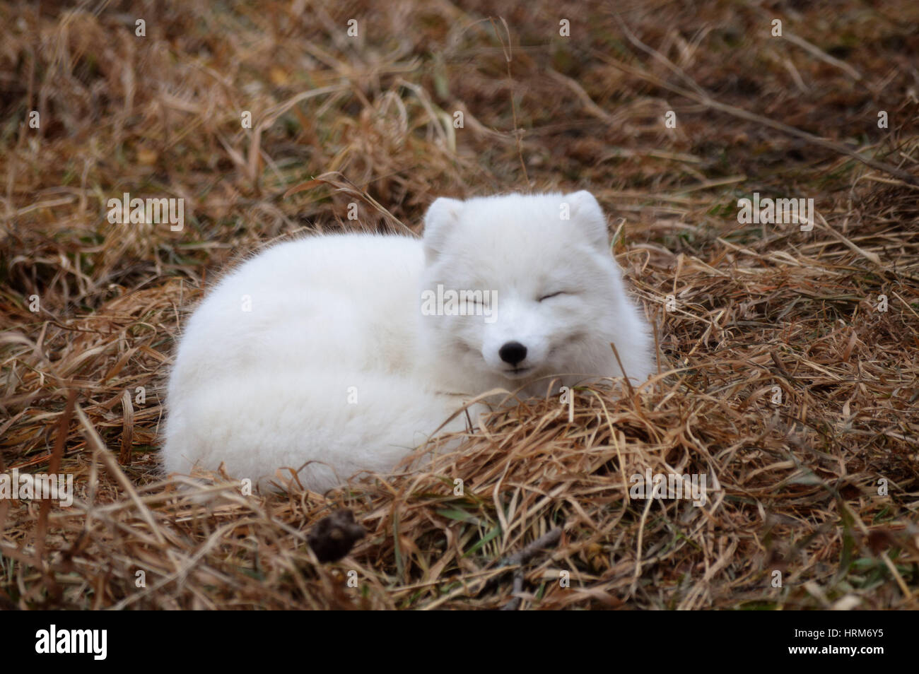 Fox nose hi-res stock photography and images - Alamy