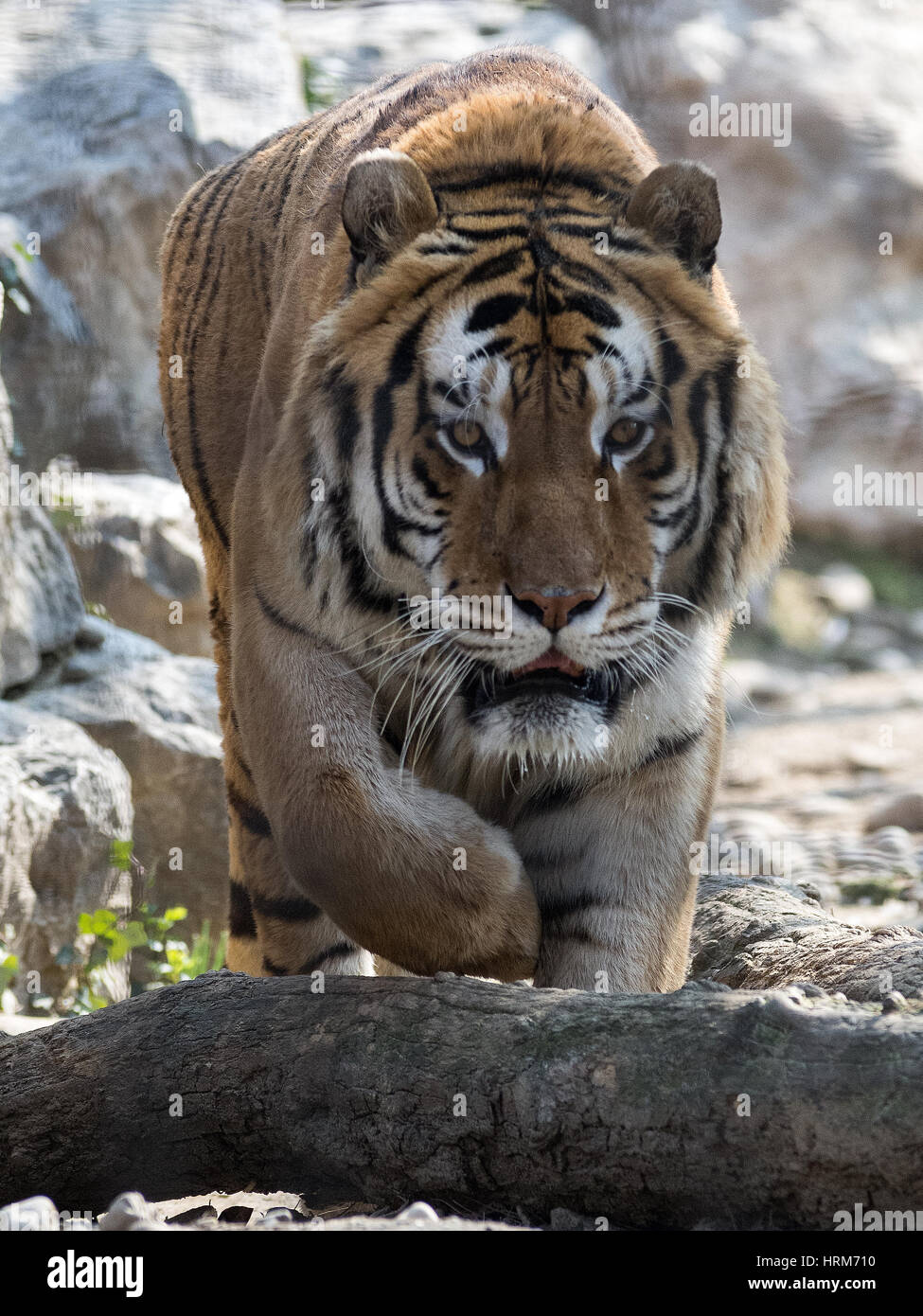 Tiger approaching wild animal hi-res stock photography and images - Alamy