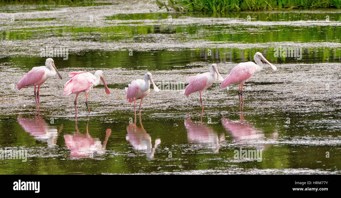 Harris Neck National Wildlife Refuge High Resolution Stock Photography ...