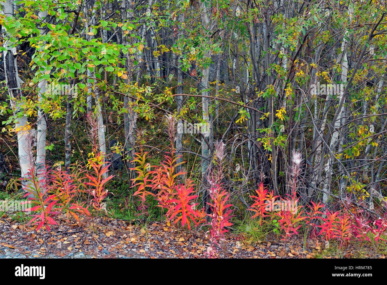 Northwest territories flower hi-res stock photography and images - Alamy
