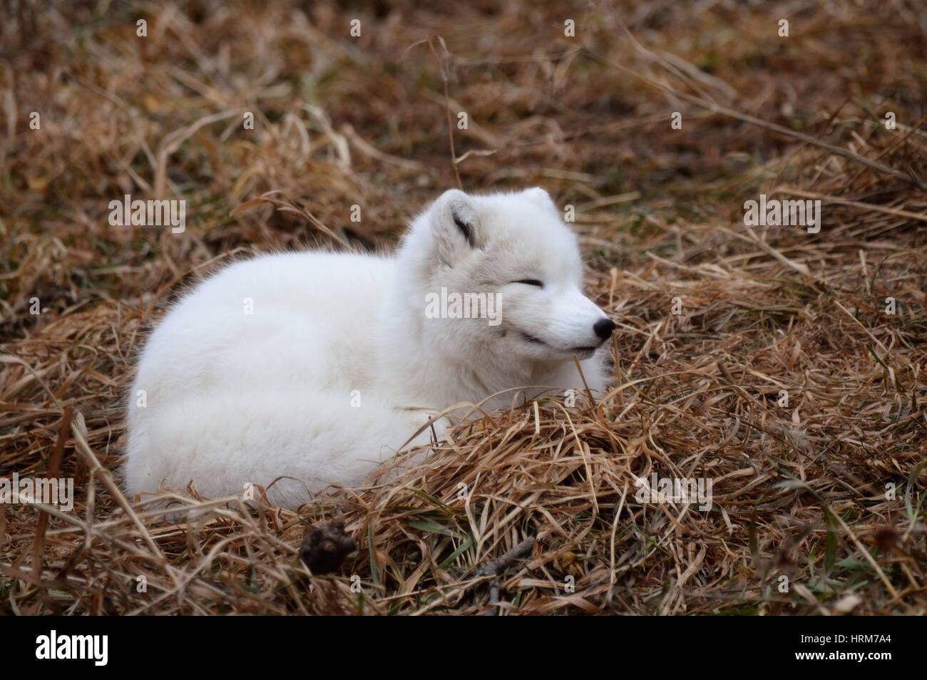 Fox with black legs hi-res stock photography and images - Alamy
