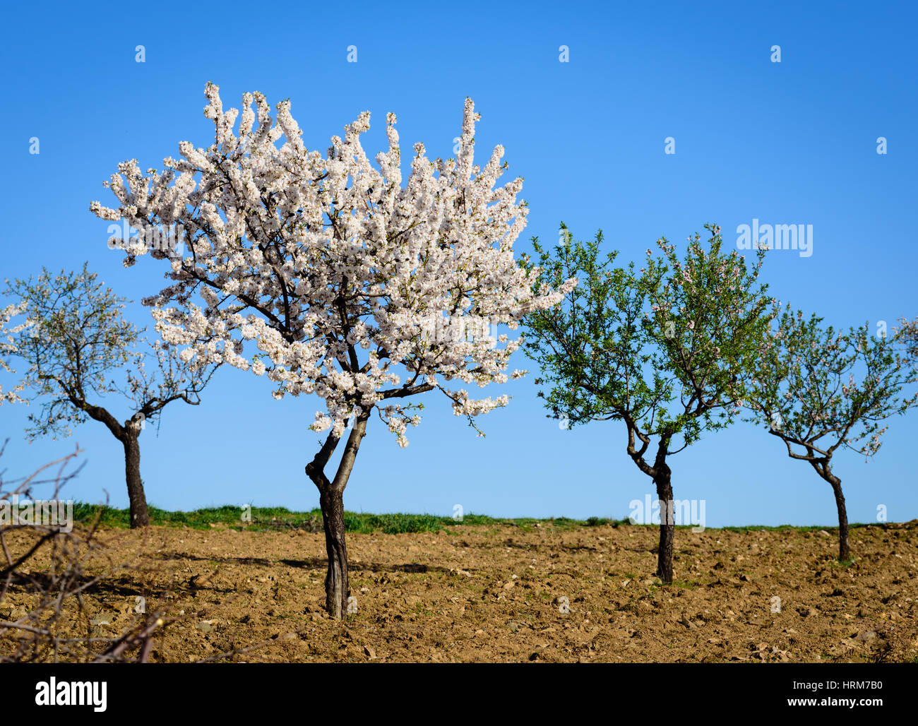 Field with almond blossoms Stock Photo - Alamy