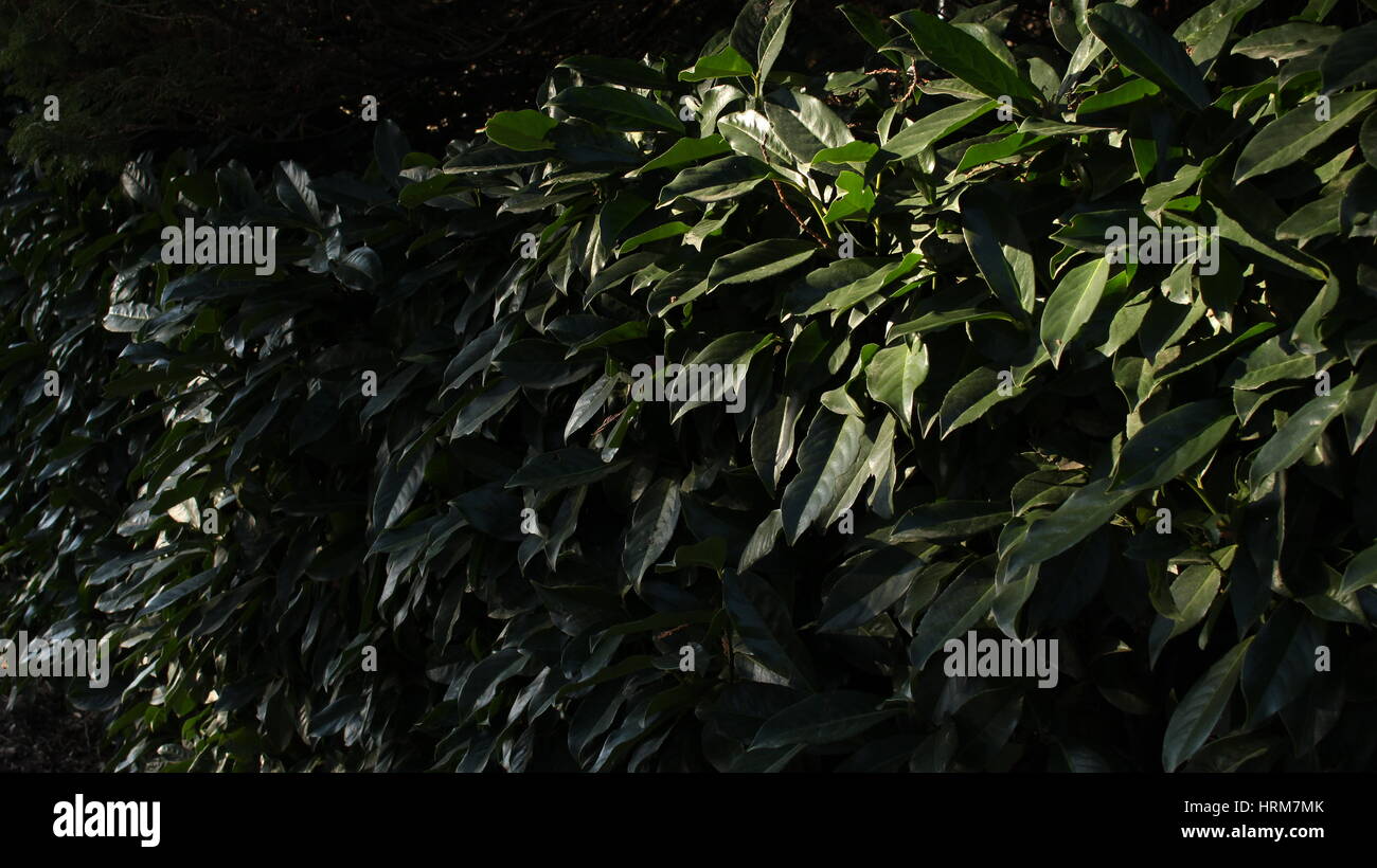 Light bush hi-res stock photography and images - Alamy