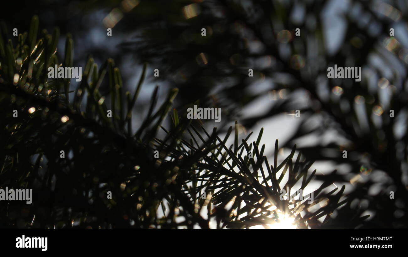 Needles and light Stock Photo - Alamy