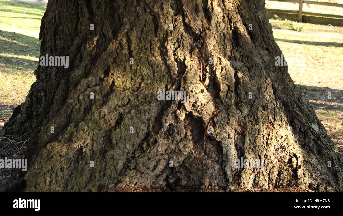 Tree in a park Stock Photo - Alamy