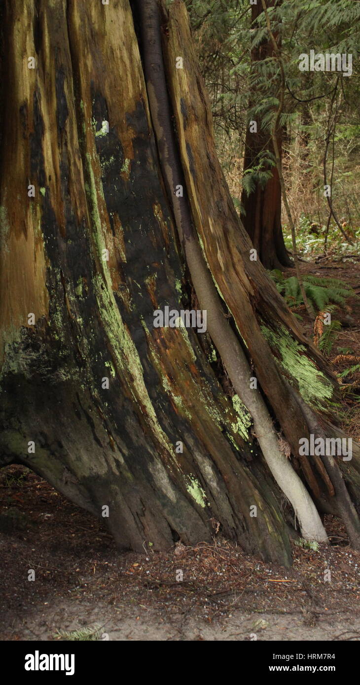 Tree in a park Stock Photo - Alamy